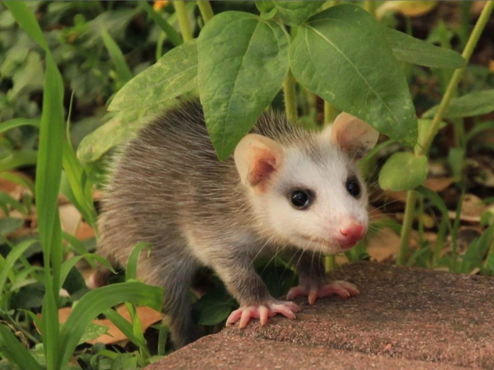 Tlacuache. Leyenda, características y curiosidades